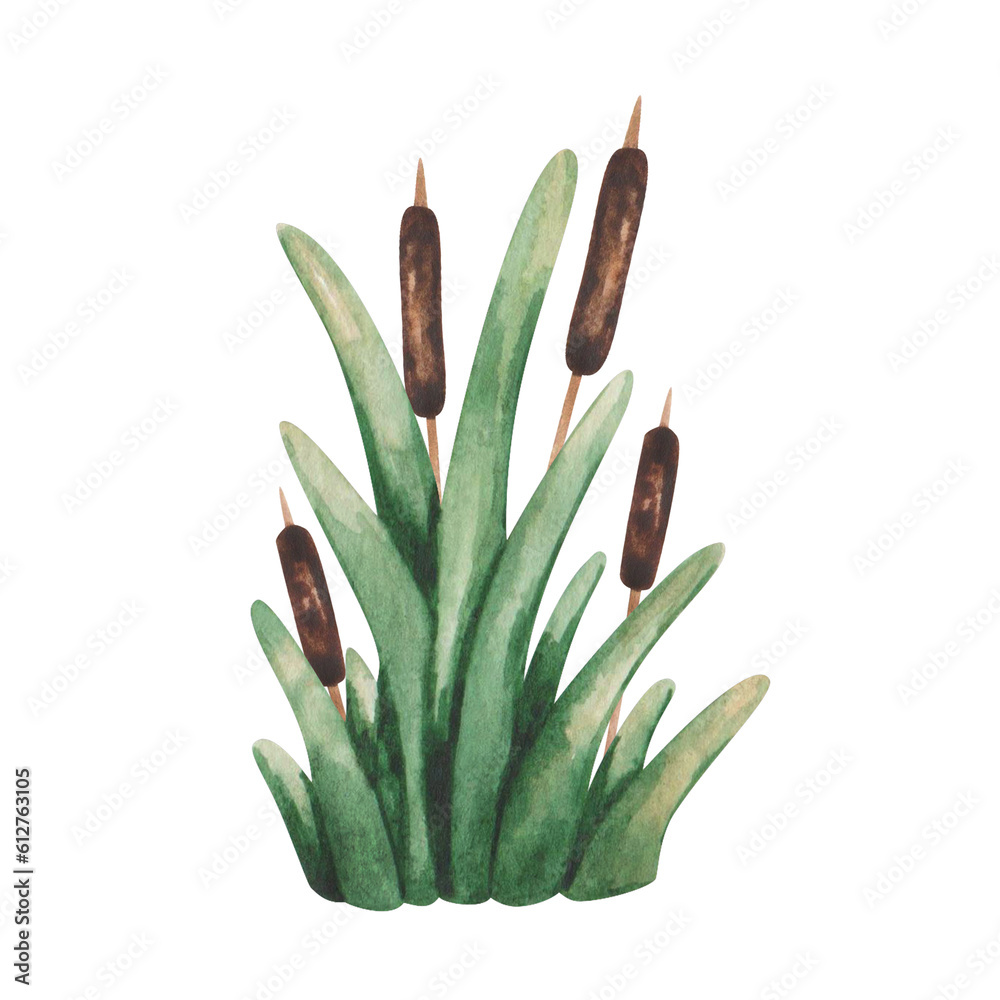Watercolor illustration. Hand painted brown bulrush with green leaves ...