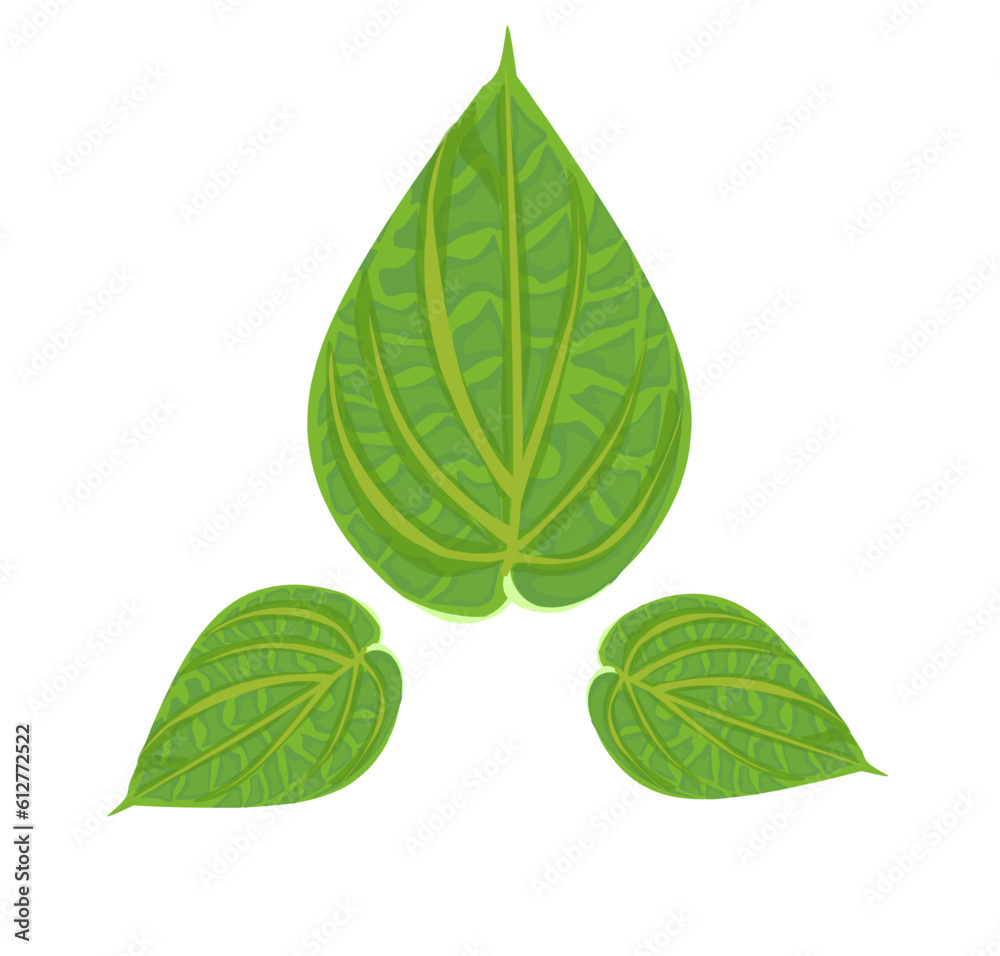 Vector illustration of betel leaf, scientific name of Piper betle ... Vector illustration of betel leaf, scientific name of Piper betle ...