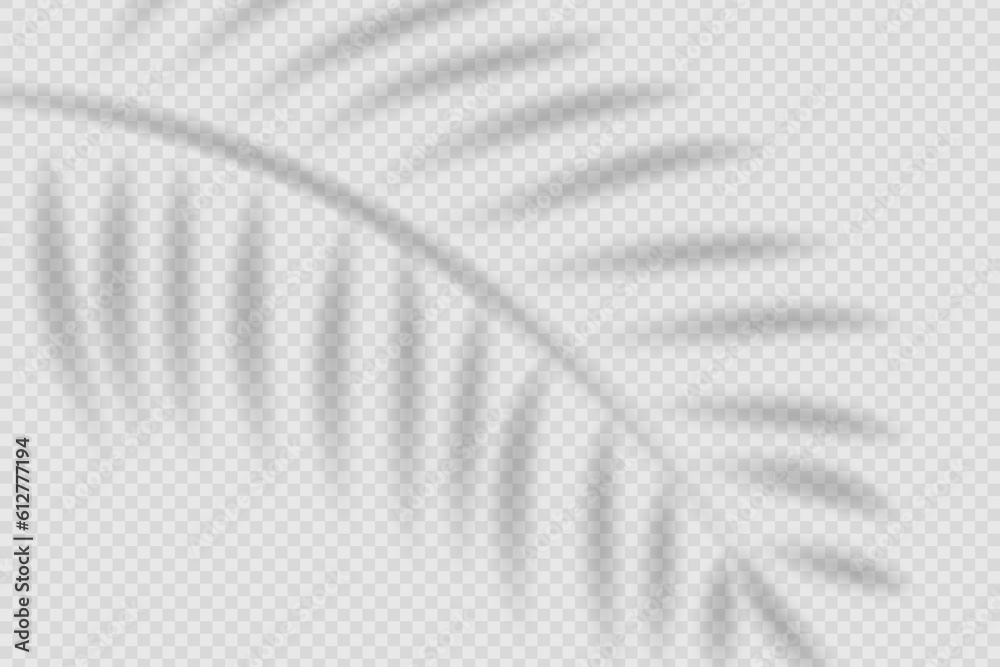 Realistic shadow from leaf of palm tree on transparent. Flat background ...