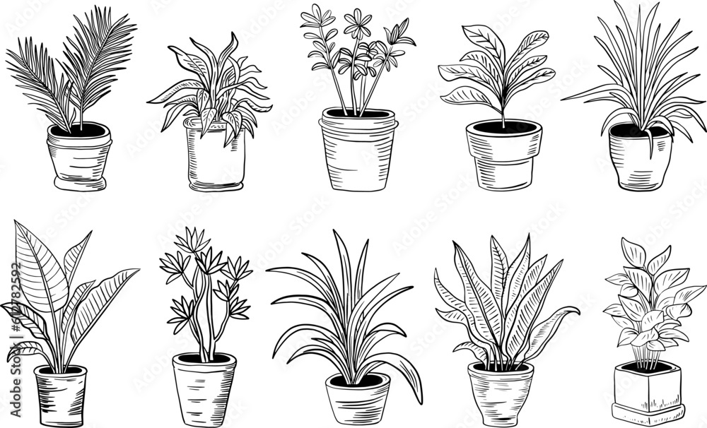 Houseplants. Plant hand drawing collection set, plant in pots. Indoor ...