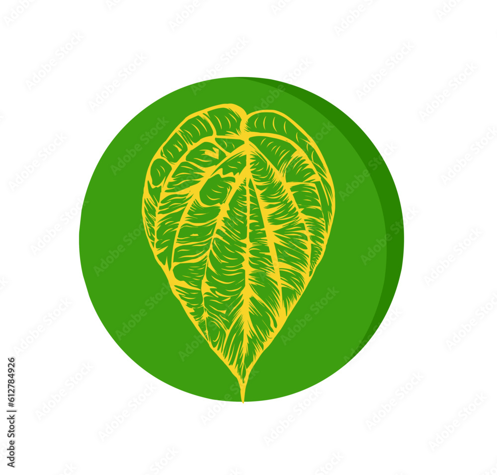 Vector illustration of betel leaf, scientific name of Piper betle ... Vector illustration of betel leaf, scientific name of Piper betle ...