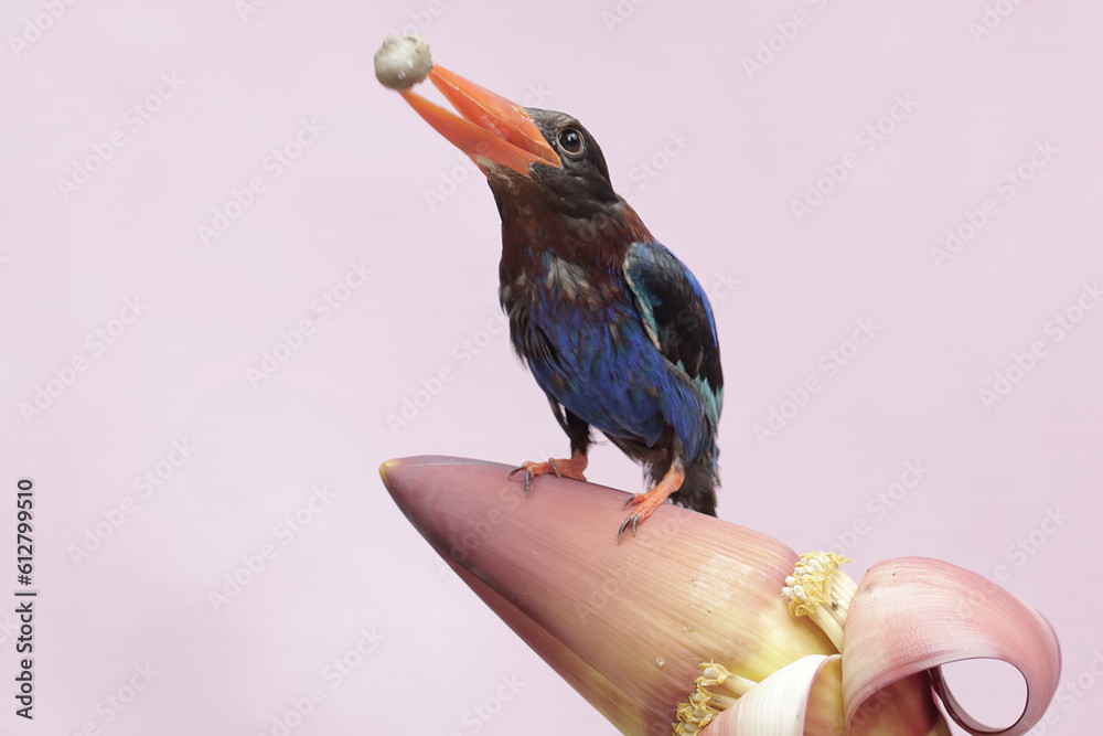 A Javan kingfisher is eating the liver of a small bird in a banana tree ...