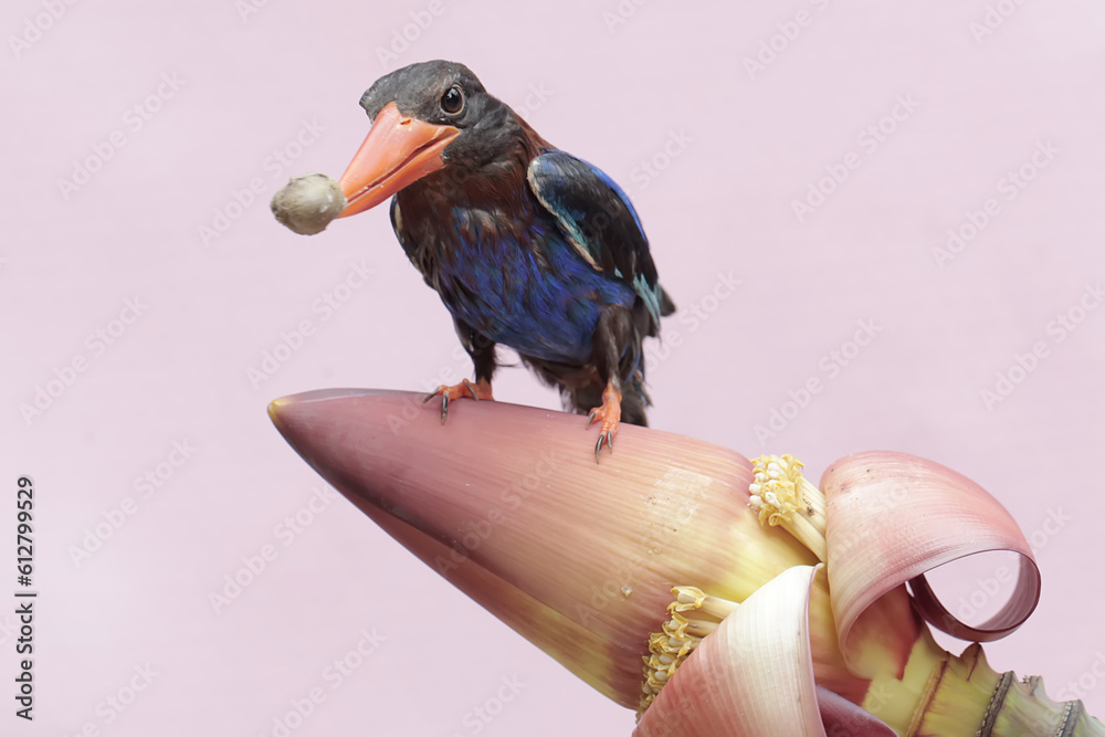 A Javan kingfisher is eating the liver of a small bird in a banana tree ...