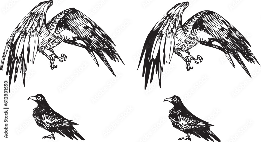 vector cartoon raven line art doodle. Crow sketch element for design ...