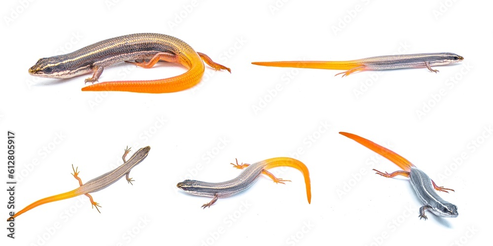 peninsula mole skink lizard - Plestiodon egregius onocrepis - isolated ...