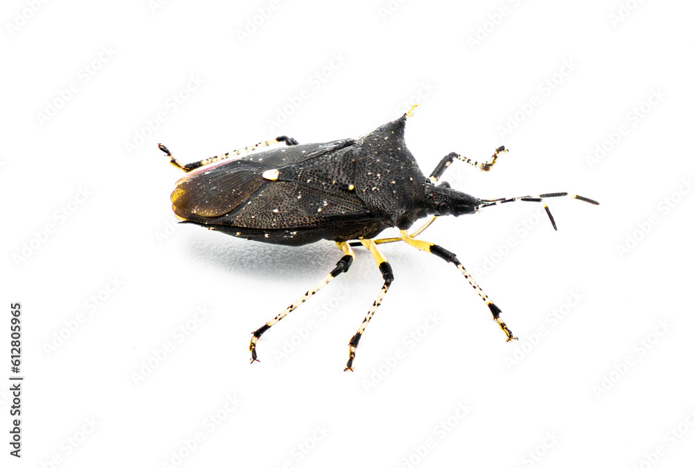 black stink bug - Proxys punctulatus - isolated on white background ...