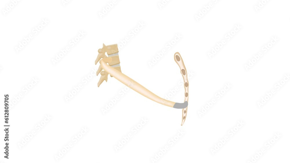 2d animation, principle of movement of human ribs during breathing ...