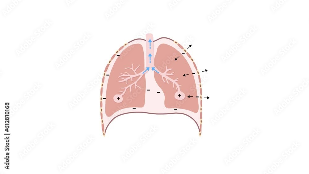 Human Respiratory System Lungs Anatomy Animation Concept.Respiratory ...