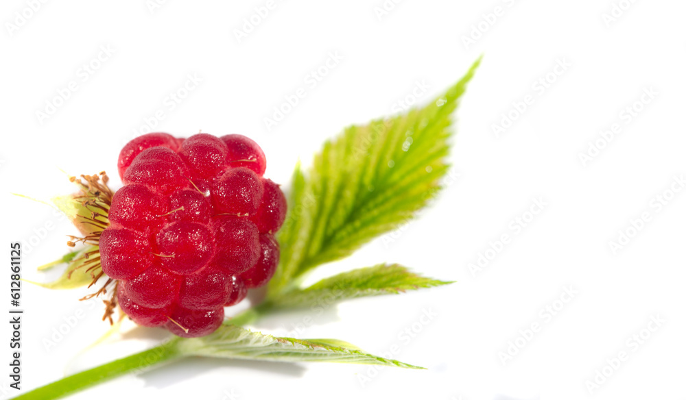 Raspberries are an excellent source of vitamin C, manganese and dietary ...