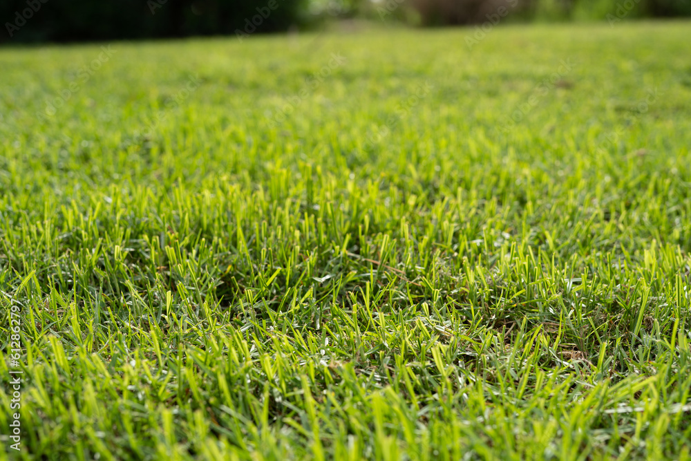 Green grass texture for background. Green lawn pattern and texture ...
