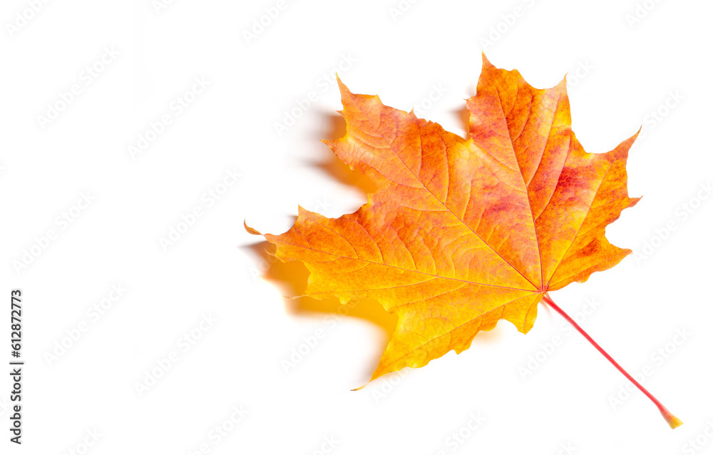 Autumn maple leaf, a flattened structure of a higher plant, similar to ...