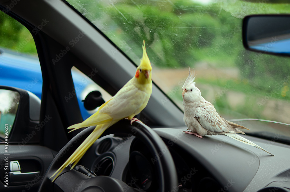 Cute pet parrot.Beautiful bird.Cockatiel parrot.Beautiful photo of a ...