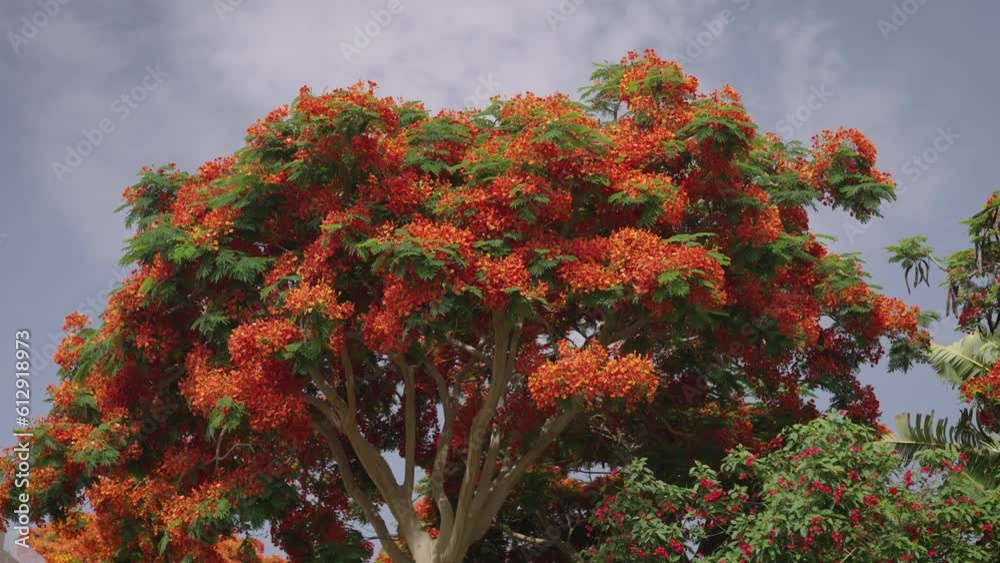 On the premises of a luxurious resort, there is a beautiful exotic tree ...