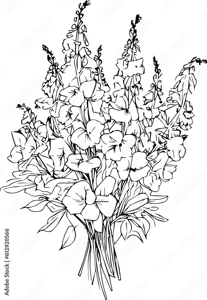 Scientific Larkspur botanical illustration illustration of a delphinium ...