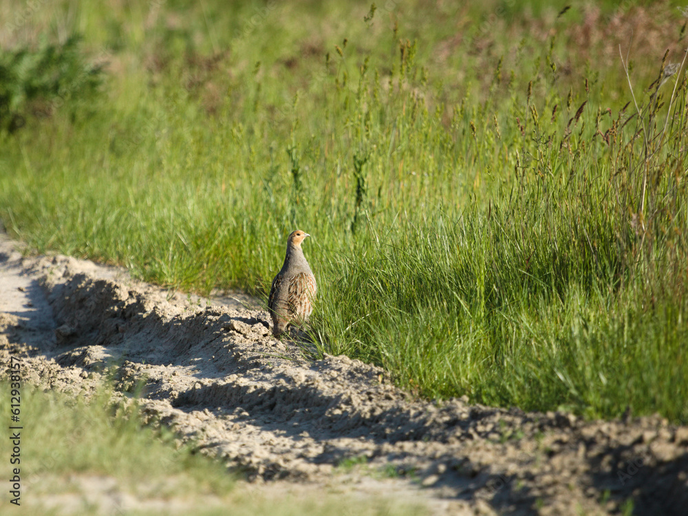 Grey partridge (Perdix perdix), grey legged partridge. Partridge with ...