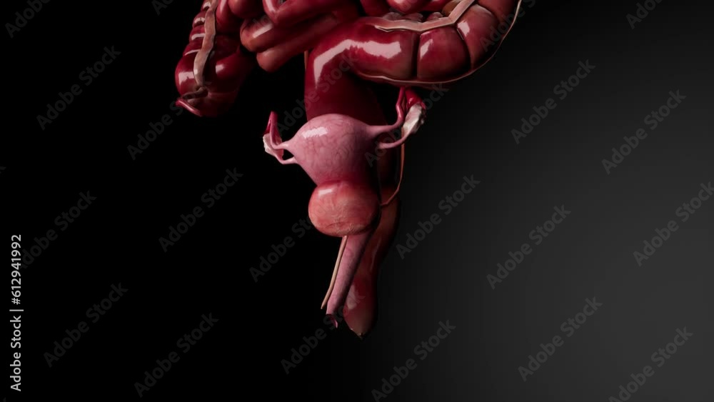 Female reproductive system anatomy medical concept 3d animation Stock ...