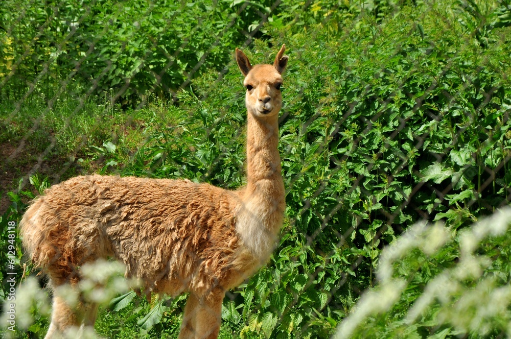 Animals - traditionally (since Aristotle) distinguished category of ...