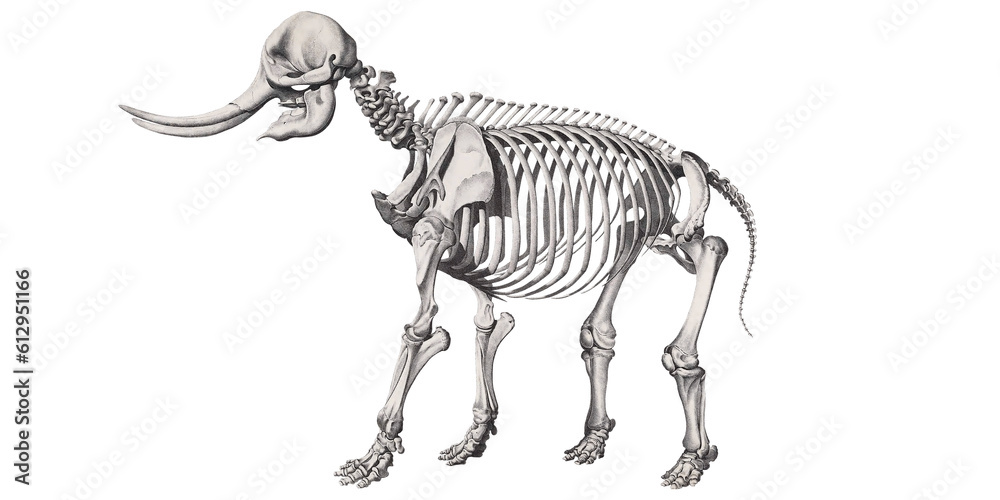 Scientific Illustration: Ghost of the Savannah Mysterious Elephant ...