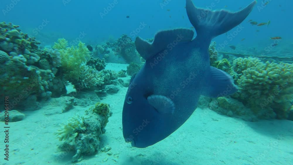 Big blue fish in the red sea eats corals. The underwater world of the ...
