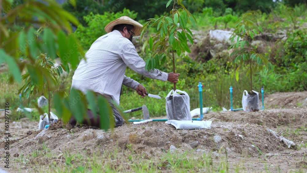 Middle-aged farmer planting durian tree by burying durian tree in his ...