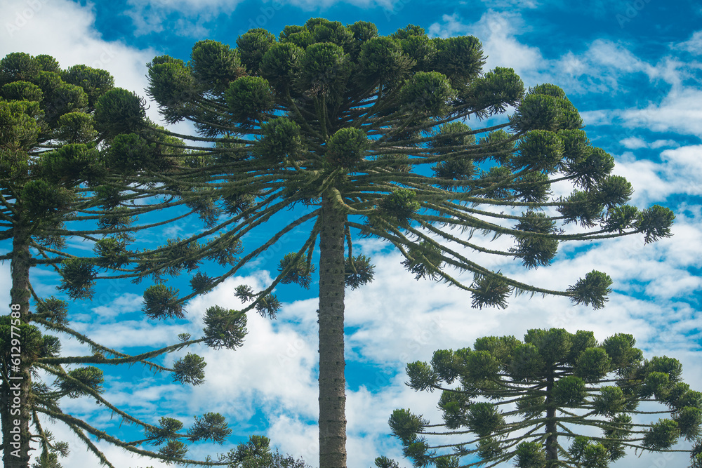 ARAUCARIAS (Araucaria angustifolia), dominant tree species in southern ...