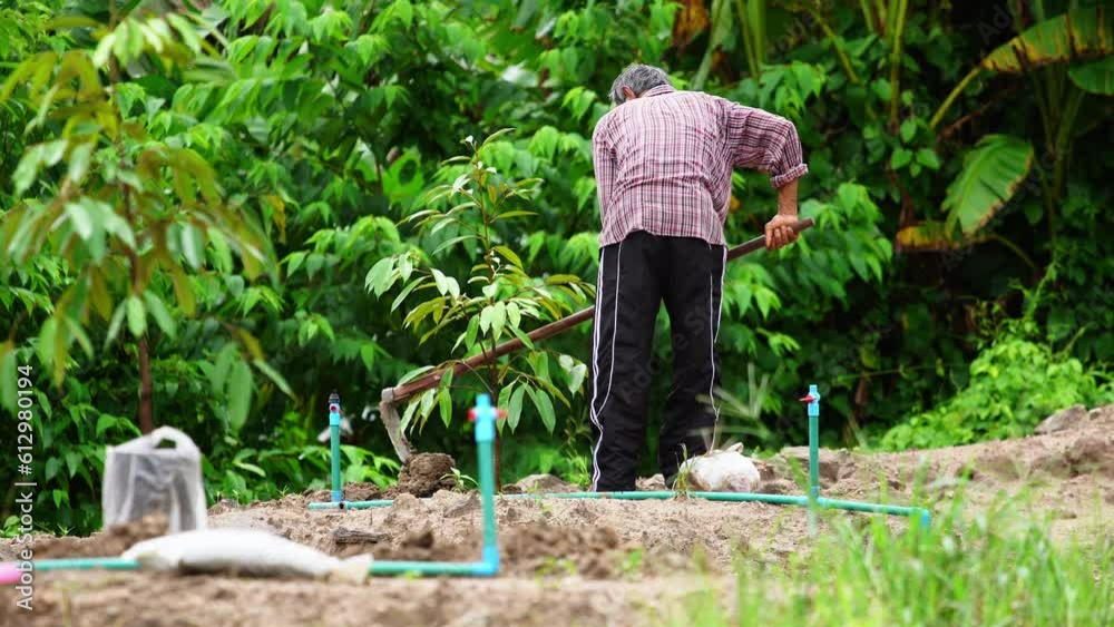 Middle-aged farmer planting durian tree by burying durian tree in his ...