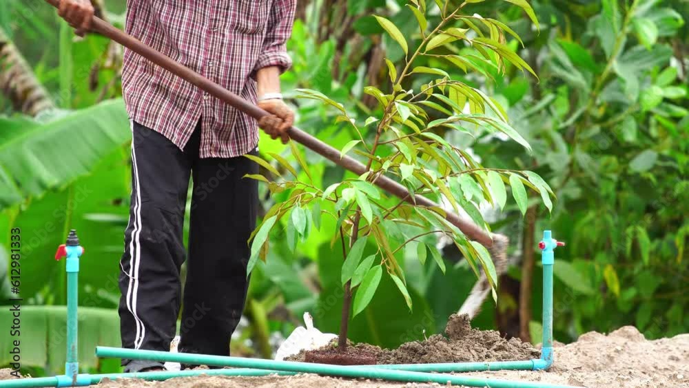 Middle-aged farmer planting durian tree by burying durian tree in his ...