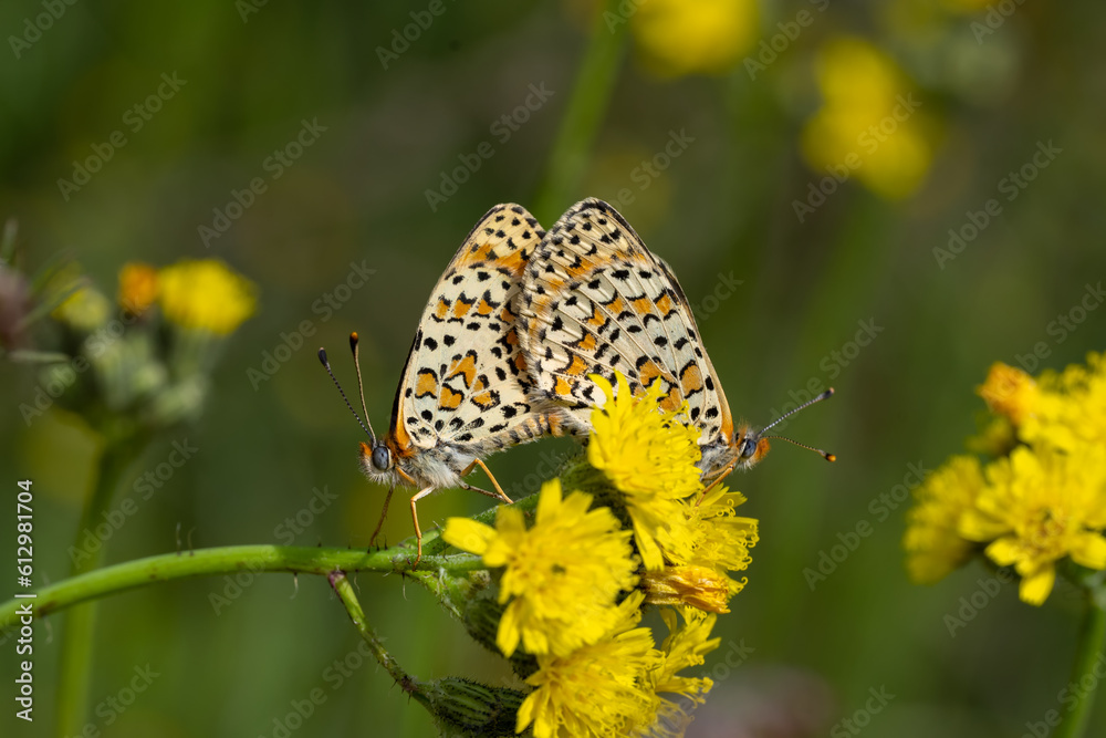 Nymphalidae / Benekli Büyük İparhan / Knapweed Fritillary / Melitaea ...