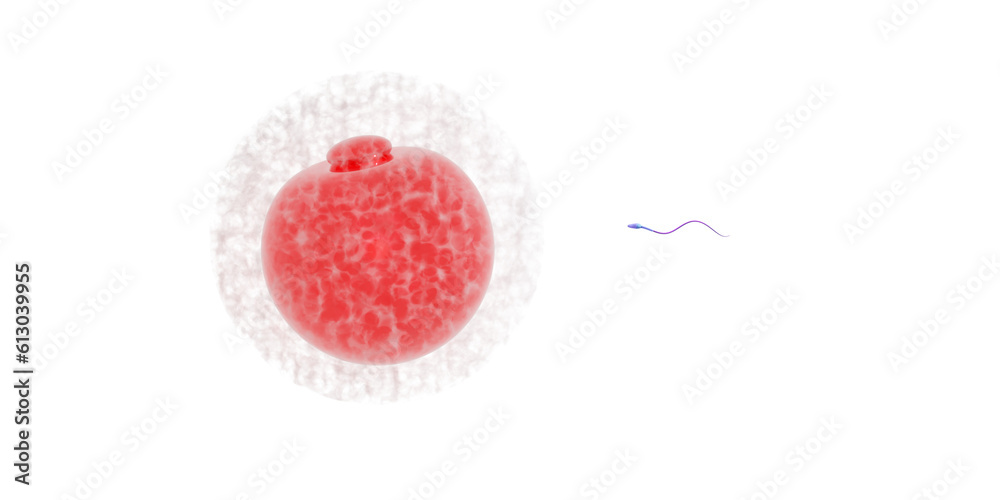 A human egg and a sperm swimming towards it to fertilize it ...