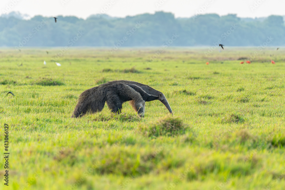 Frontal view of a Giant anteater (Myrmecophaga tridactyla) Stock Photo ...