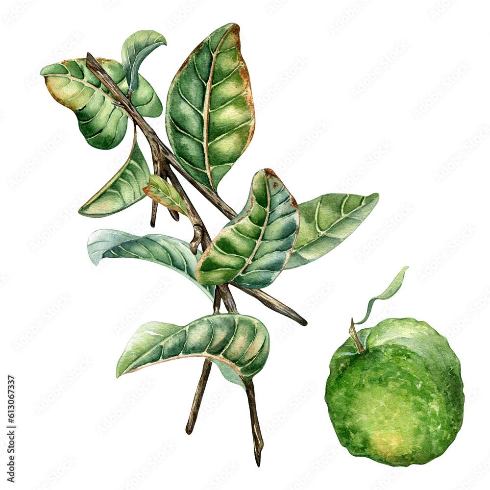Branch of tree and guava fruit watercolor illustration isolated on ...