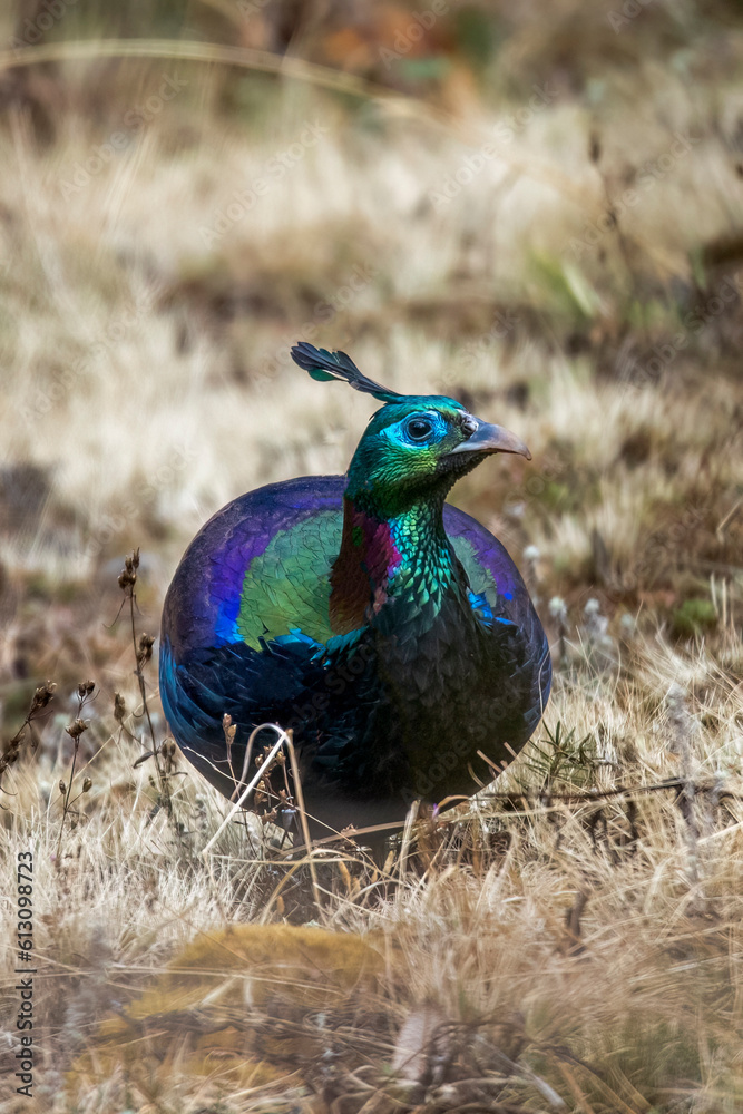 Himalayan Monal (Lophophorus impejanus) Male it's found at elevations ...