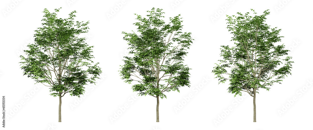 Fraxinus excelsior trees on transparent background, png tree, green ...