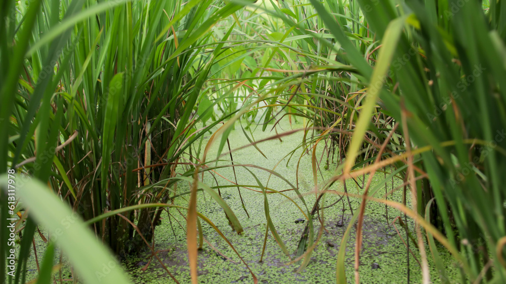 Foto de Green ecosystem and irrigation under the rice plants, distance ...