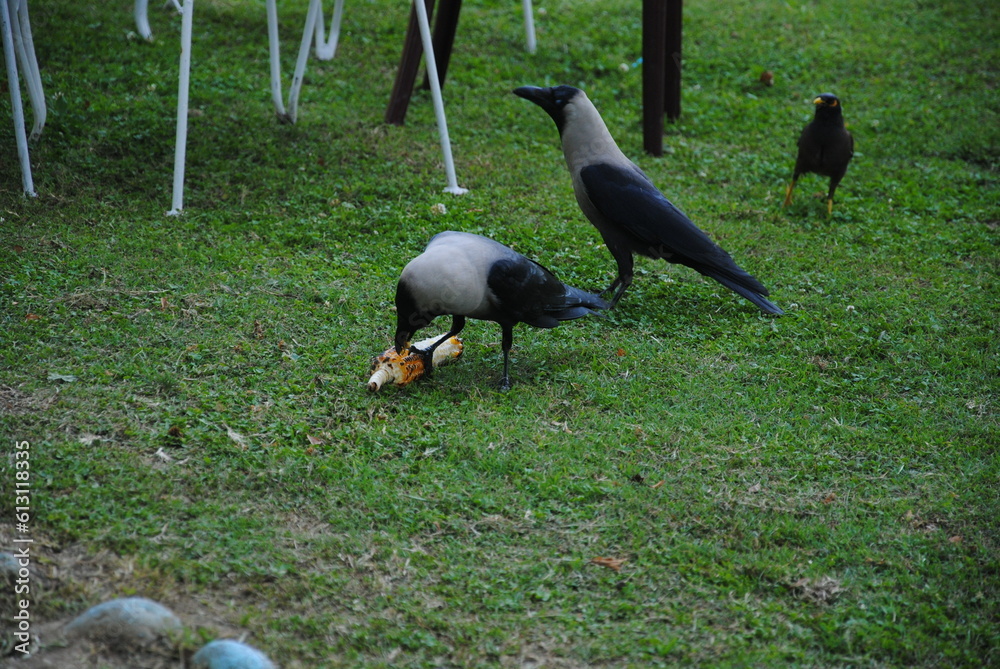crow eating corn Stock Photo | Adobe Stock