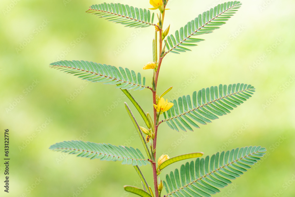 Plants at the Pearl Harbor Visitor Center, Honolulu, Oahu, Hawaii ...