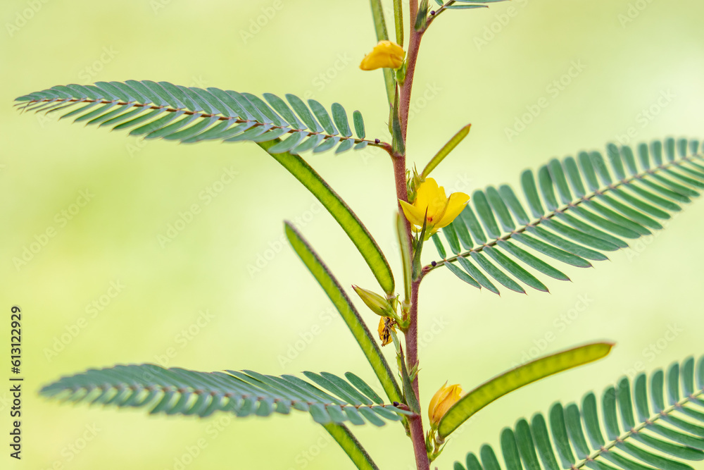 Plants at the Pearl Harbor Visitor Center, Honolulu, Oahu, Hawaii ...
