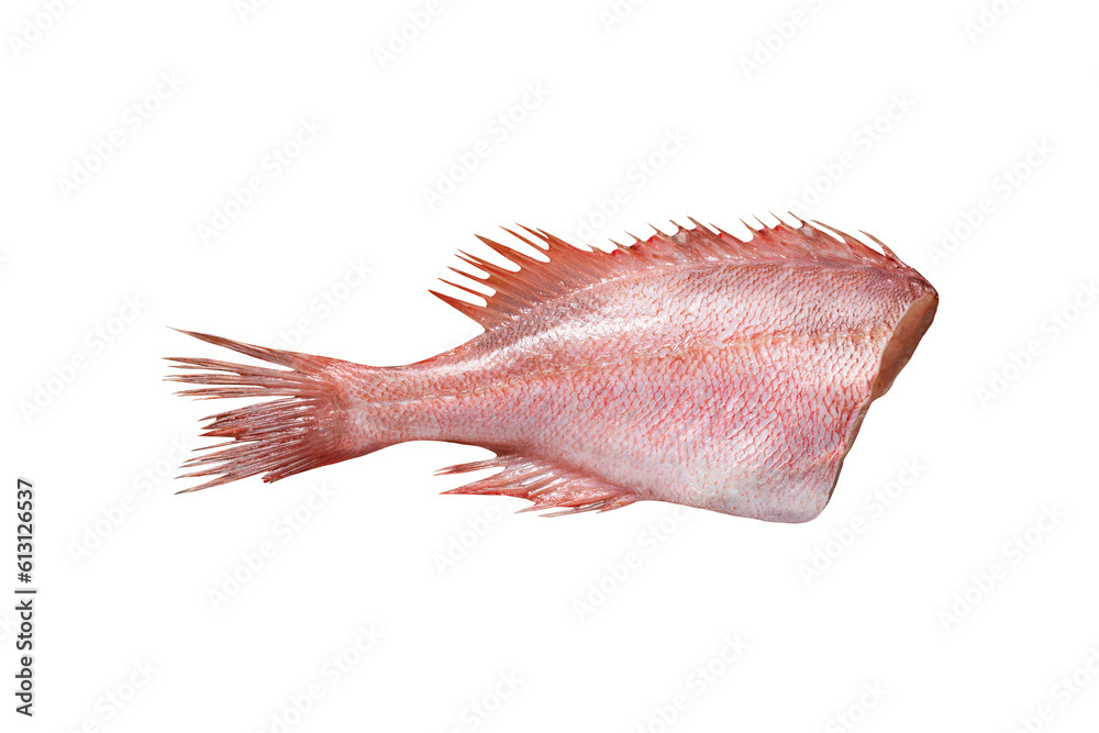 Red-banded grouper isolated on white background with clipping path ...