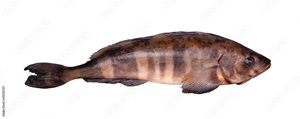Greenling fish isolated on white background with clipping path. Full ...
