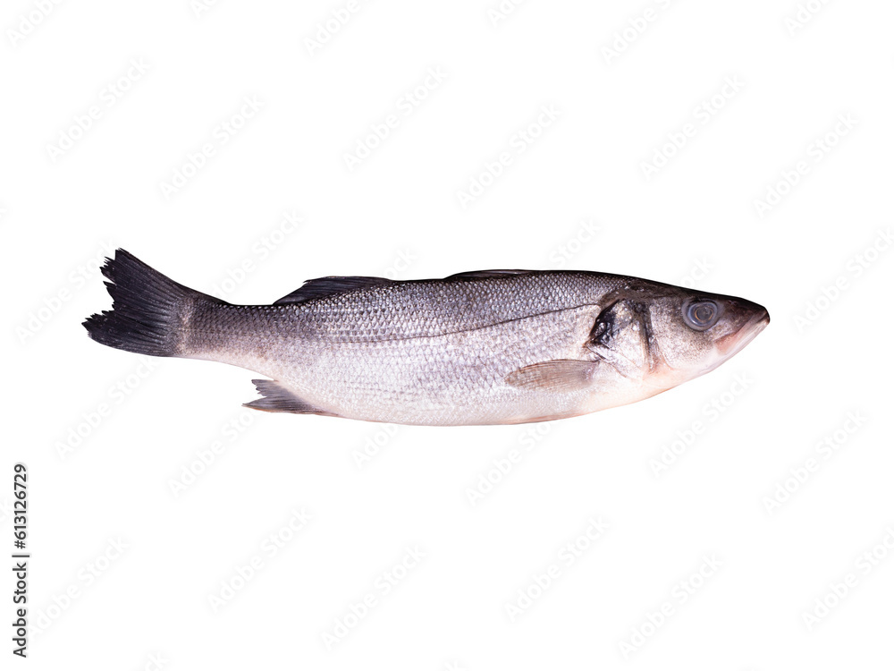 One fresh sea bass fish isolated on white background with clipping path ...