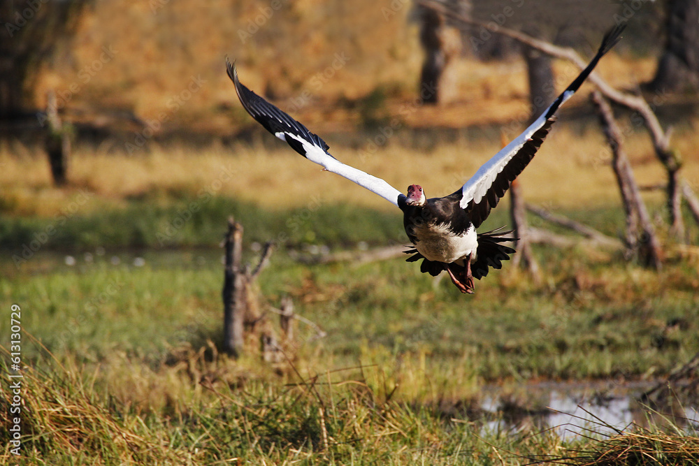 Spur-winged goose ,plectropterus gambensis, Male in Flight, Moremi ...