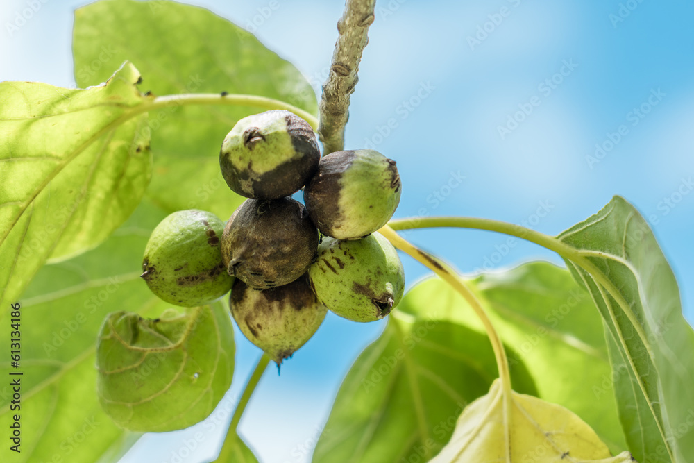 Cordia subcordata is a species of flowering tree in the borage family ...