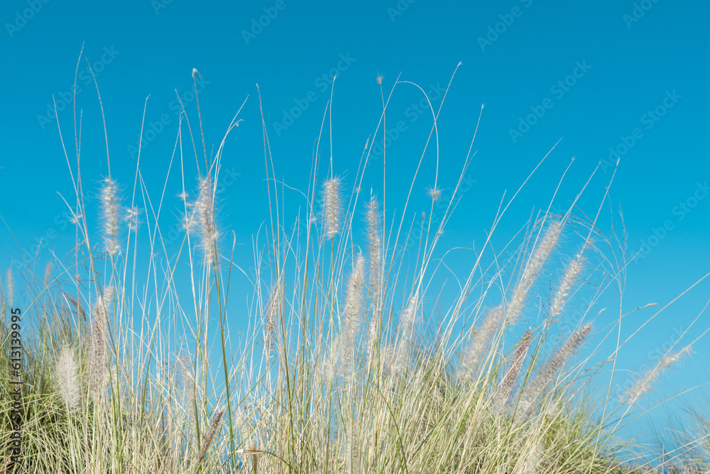 Cenchrus setaceus, commonly known as crimson fountaingrass, is a C4 ...