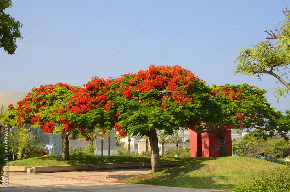 Flamboyant arvore tree. Royal gulmohar in bloom. Delonix regia flower ...