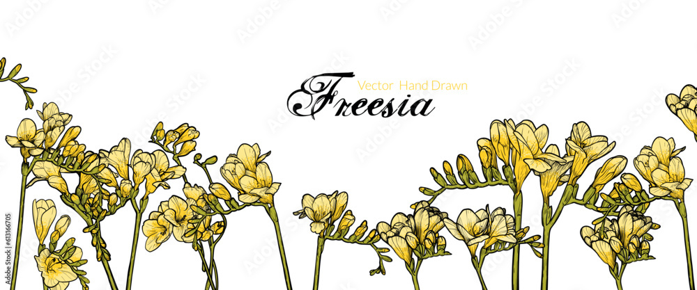Hand drawn line art vector freesia on white background. Yellow freesia ...