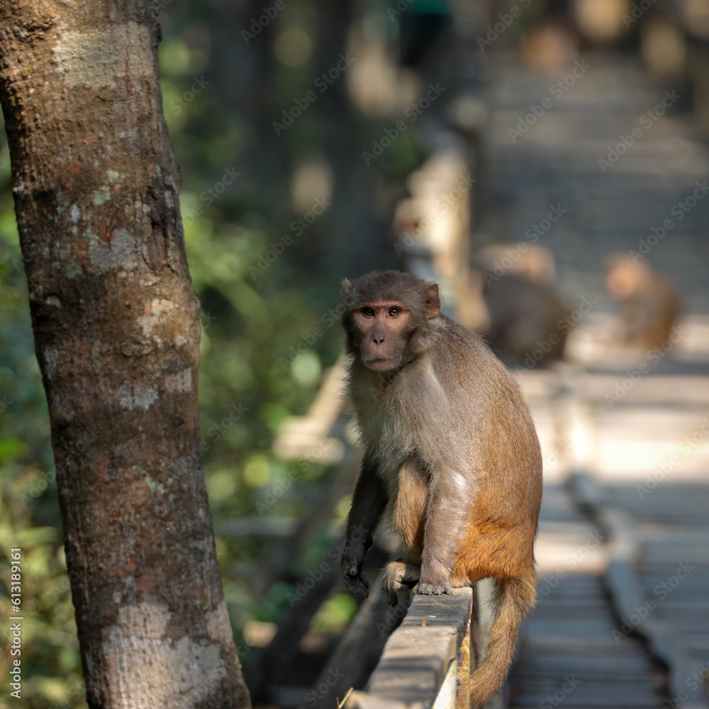 Wild rhesus macaque monkey.this photo was taken from Koromjol Eco Tourism Centre in Sundarbans ...