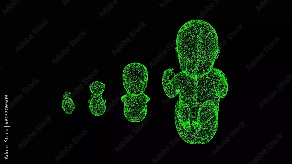 3D human Embryo on black bg. The development of the human embryo ...