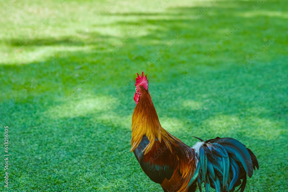 Beautiful domestic red rooster standing and grazing on the artificial ...