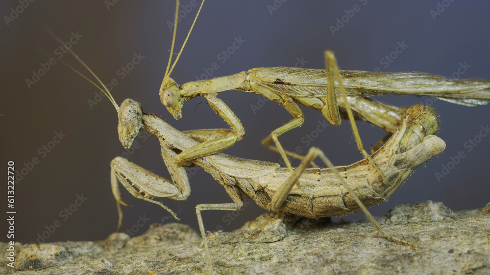 Clode-up of couple of praying mantis mating on tree branch. The mating ... Clode-up of couple of praying mantis mating on tree branch. The mating ...