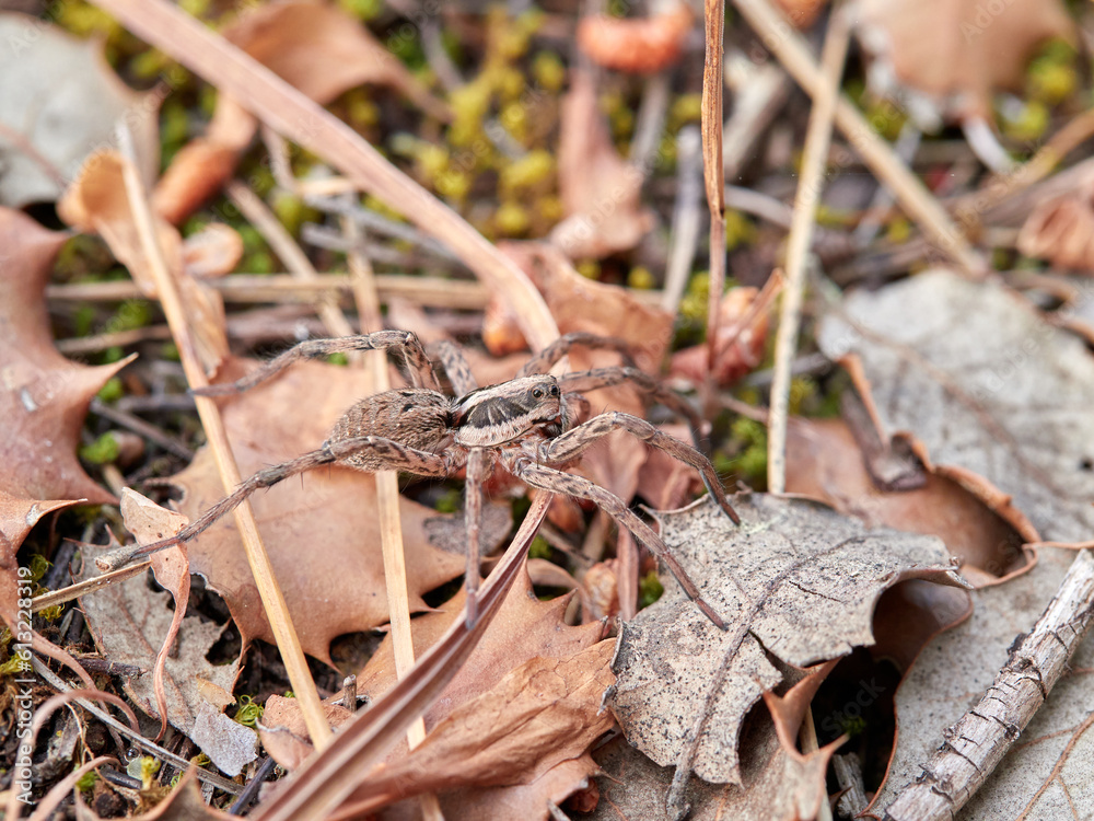 Wolf spider in a natural environment. Family Lycosidae. Stock Photo ...